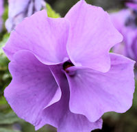 PHYLLIS HILDA (PHYL) RANSOM. – David W Bull Family Funerals
